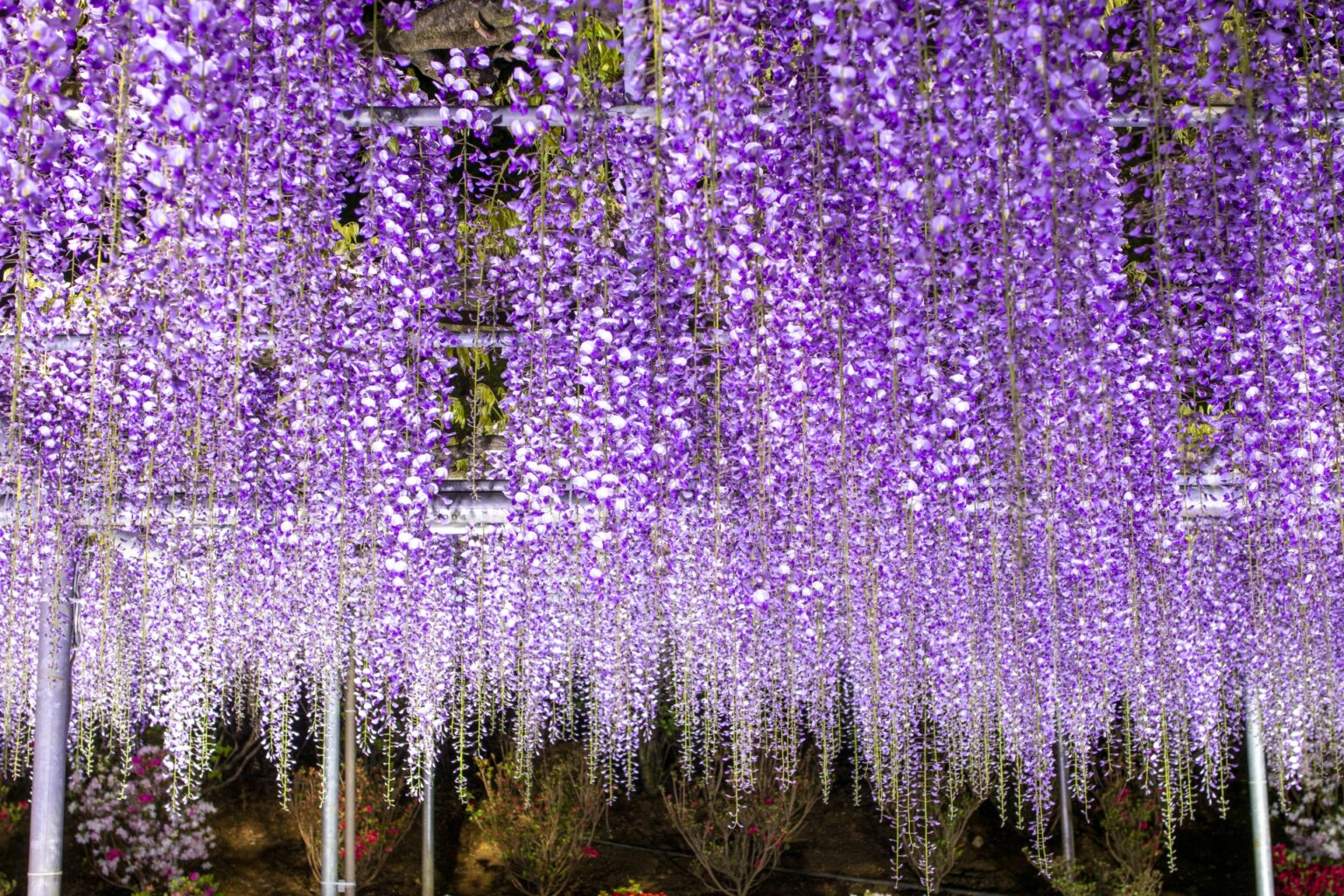 Visit Demon Slayer location: Places of wisteria flowers looking like Mt ...